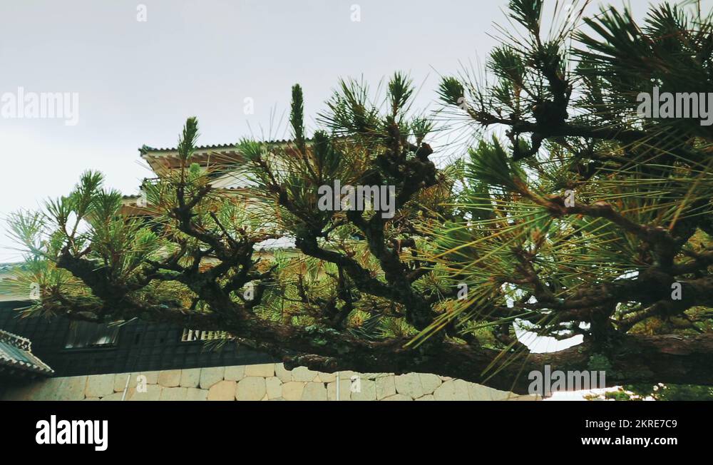 Japanese pine kyoto tree Stock Videos & Footage - HD and 4K Video Clips ...