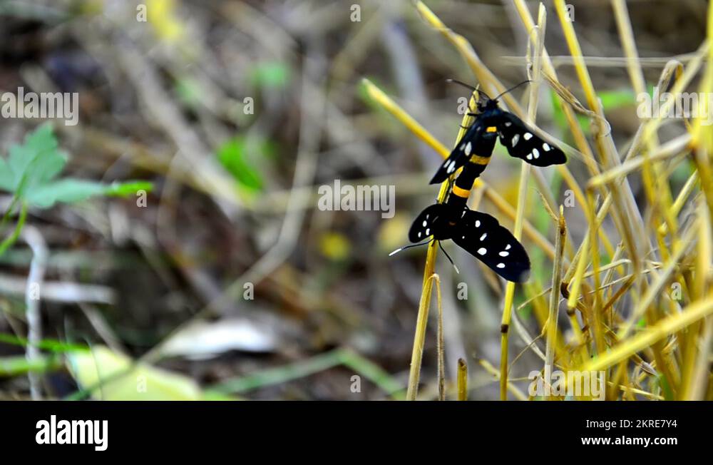 Tiger mating Stock Videos & Footage - HD and 4K Video Clips - Alamy