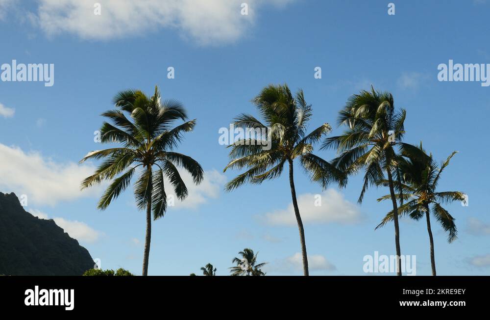 Kualoa beach Stock Videos & Footage - HD and 4K Video Clips - Alamy