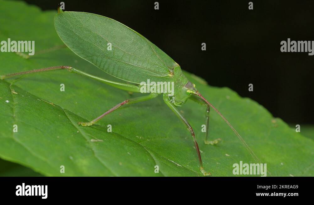Female katydid Stock Videos & Footage - HD and 4K Video Clips - Alamy