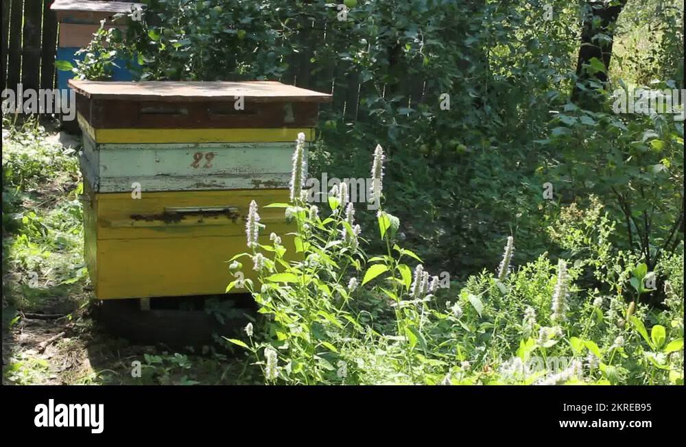 An apiary Stock Videos & Footage - HD and 4K Video Clips - Alamy