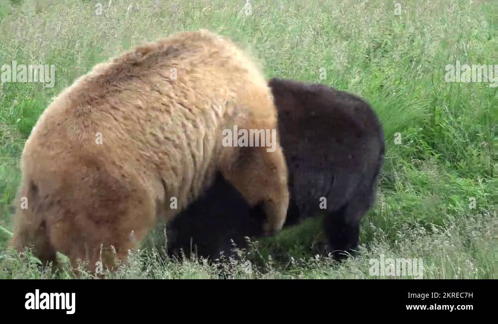 Boar brown bear Stock Videos & Footage - HD and 4K Video Clips - Alamy