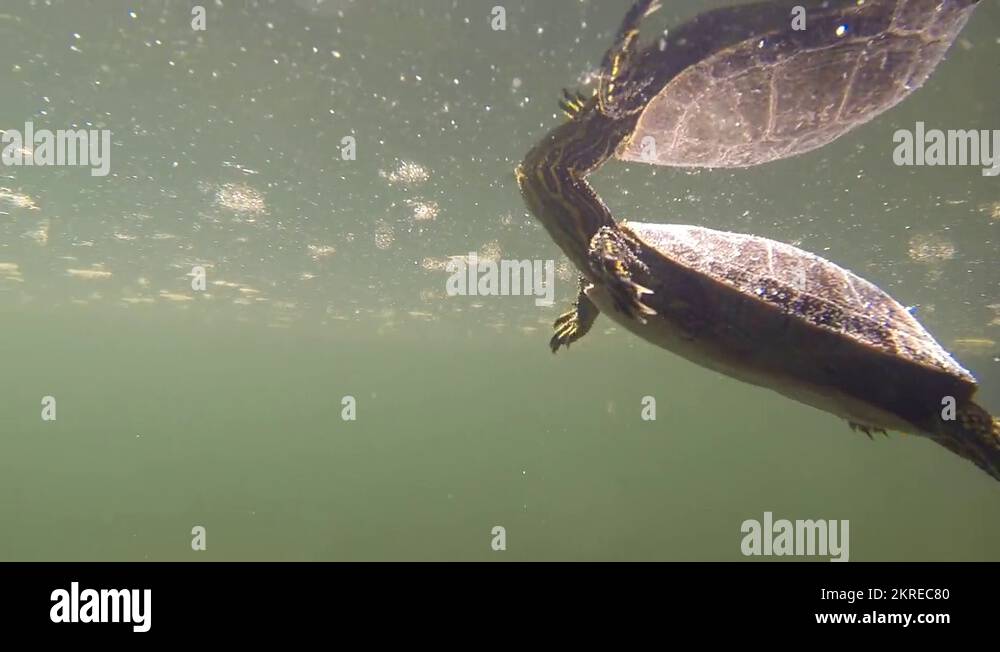 Painted turtle swimming underwater Stock Videos & Footage - HD and 4K ...