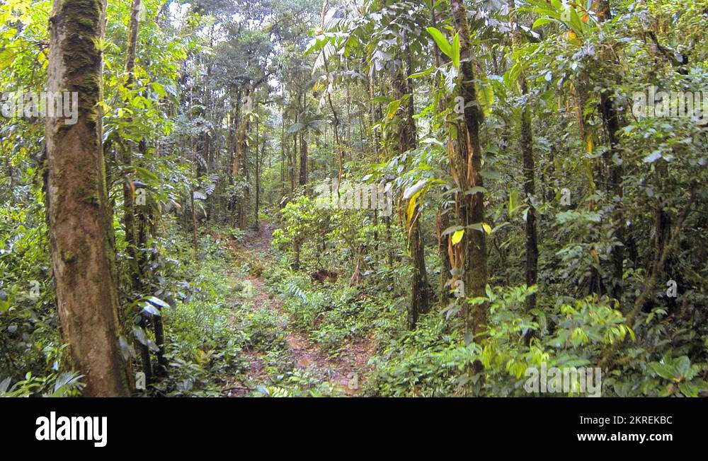 Amazon rainforest logging Stock Videos & Footage - HD and 4K Video ...