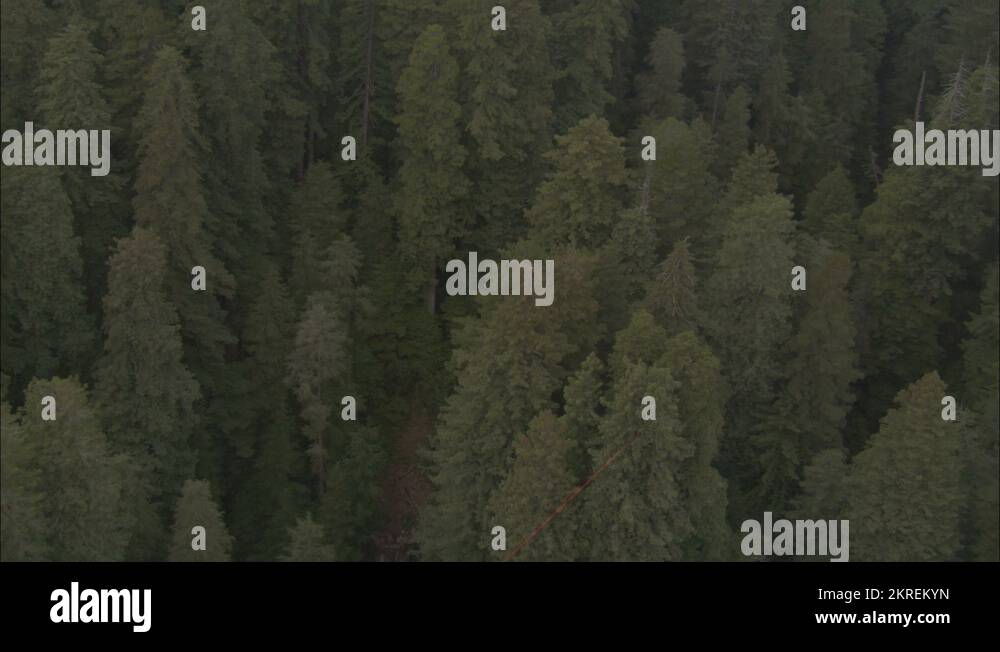 Forest treetop Stock Videos & Footage - HD and 4K Video Clips - Alamy