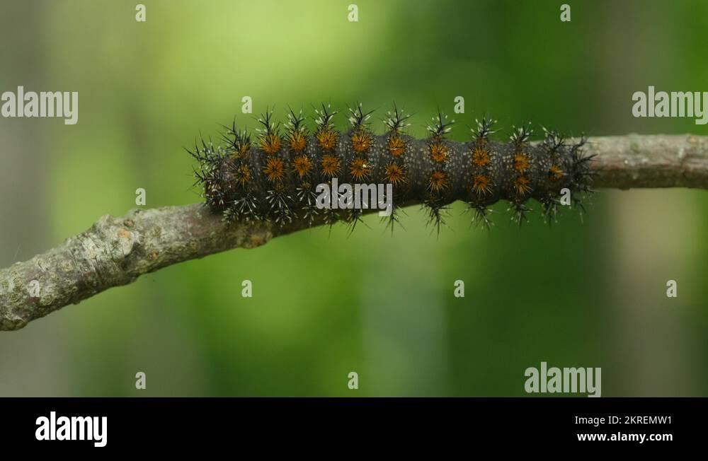 4K Buck Moth (Hemileuca maia) Caterpillar 2 Stock Video Footage - Alamy