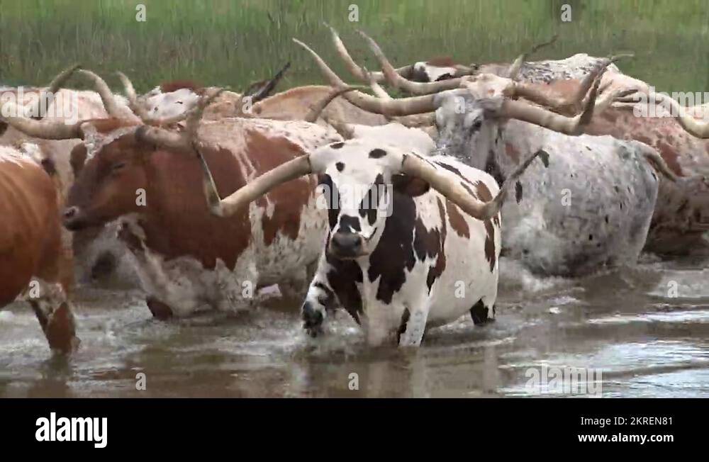 Cattle crossing a river Stock Videos & Footage - HD and 4K Video Clips ...