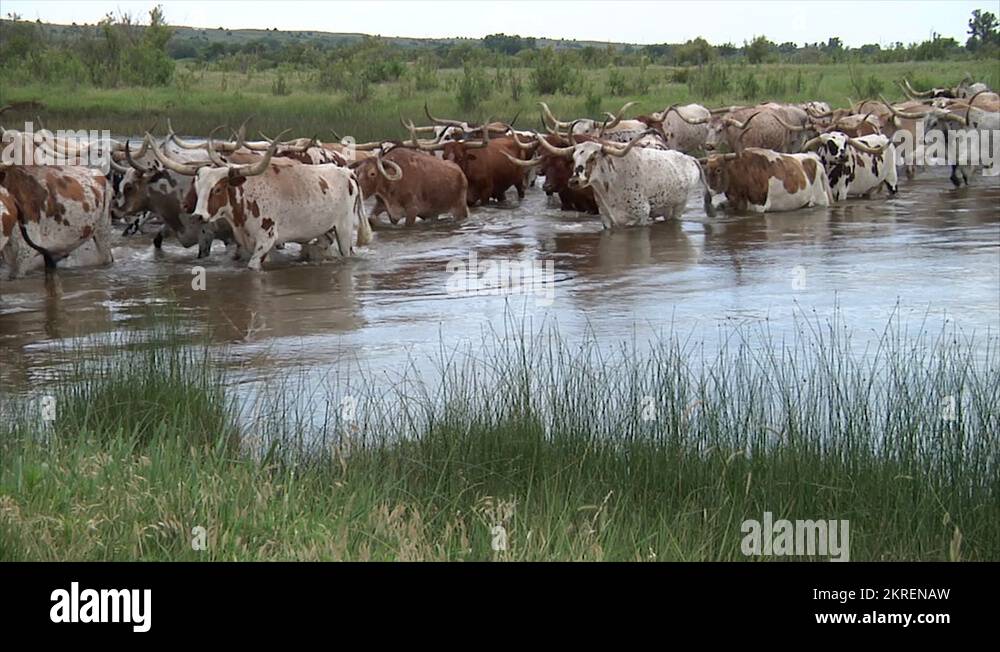 Cattle crossing river Stock Videos & Footage - HD and 4K Video Clips ...