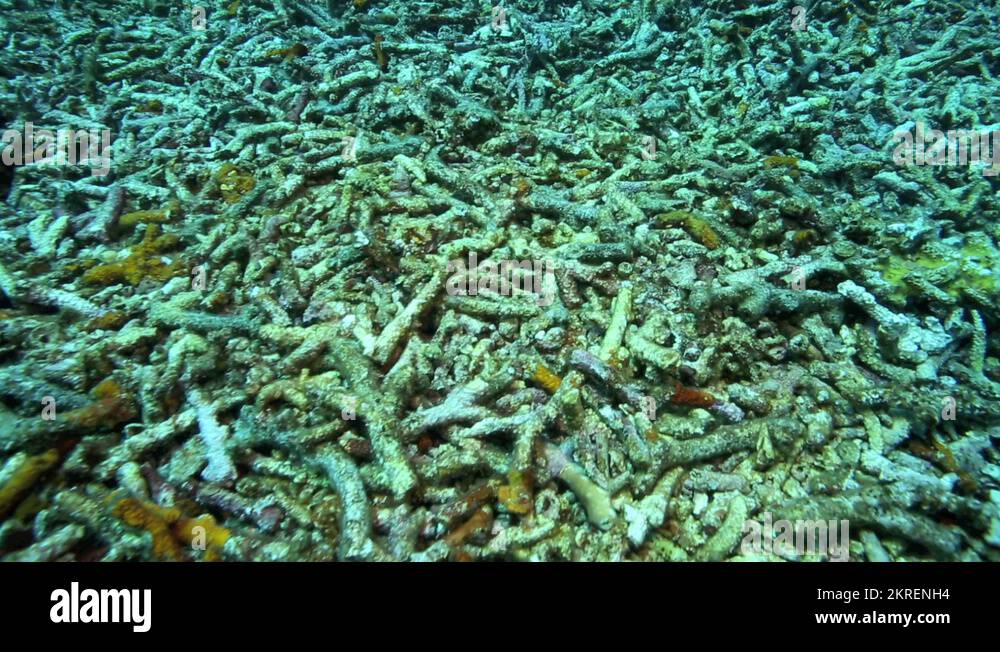 Coral reef problems Stock Videos & Footage - HD and 4K Video Clips - Alamy