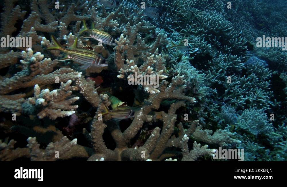 Robust fish species Stock Videos & Footage - HD and 4K Video Clips - Alamy