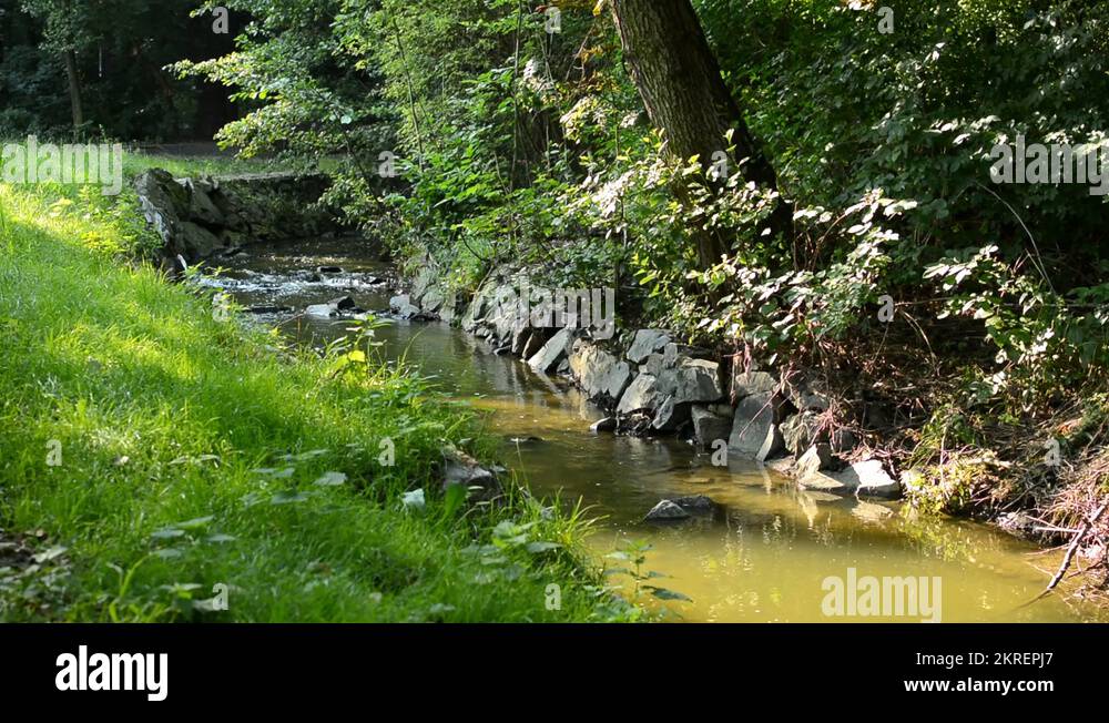 Brook in forest trees grass Stock Videos & Footage - HD and 4K Video ...