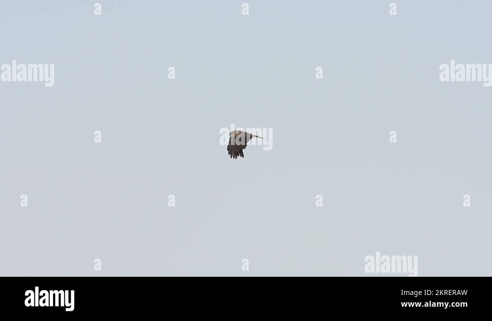 Target wings Stock Videos & Footage - HD and 4K Video Clips - Alamy