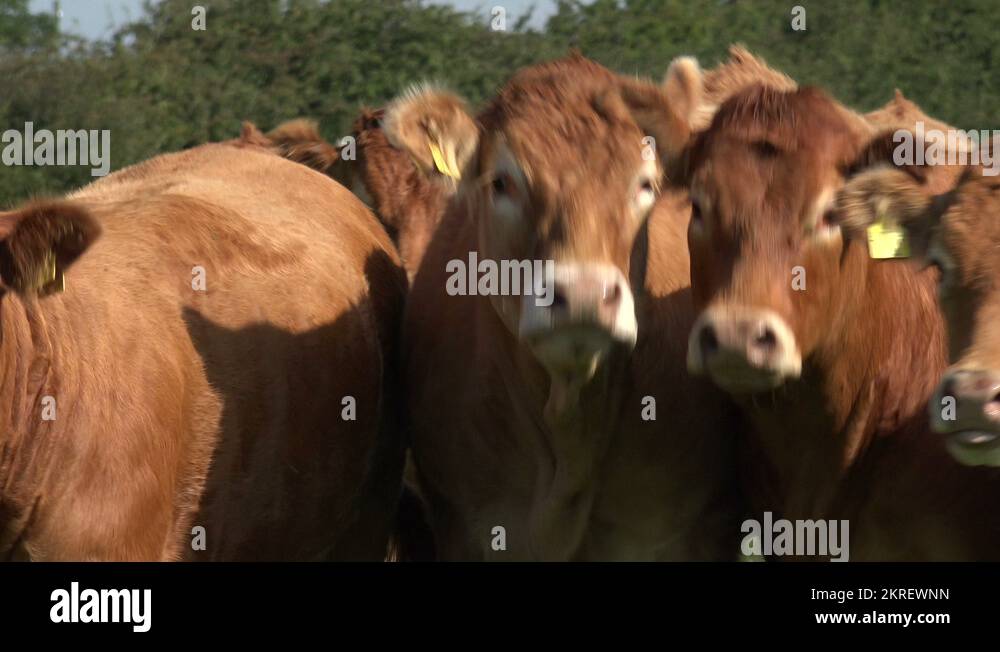 Close up cattle Stock Videos & Footage - HD and 4K Video Clips - Alamy