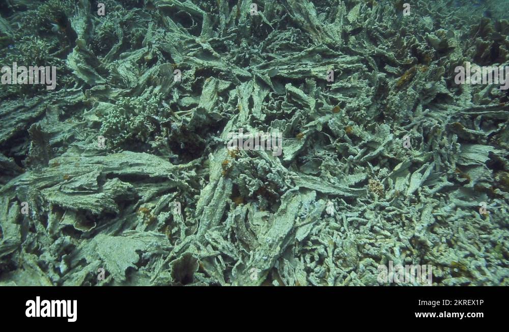 Broken reef Stock Videos & Footage - HD and 4K Video Clips - Alamy