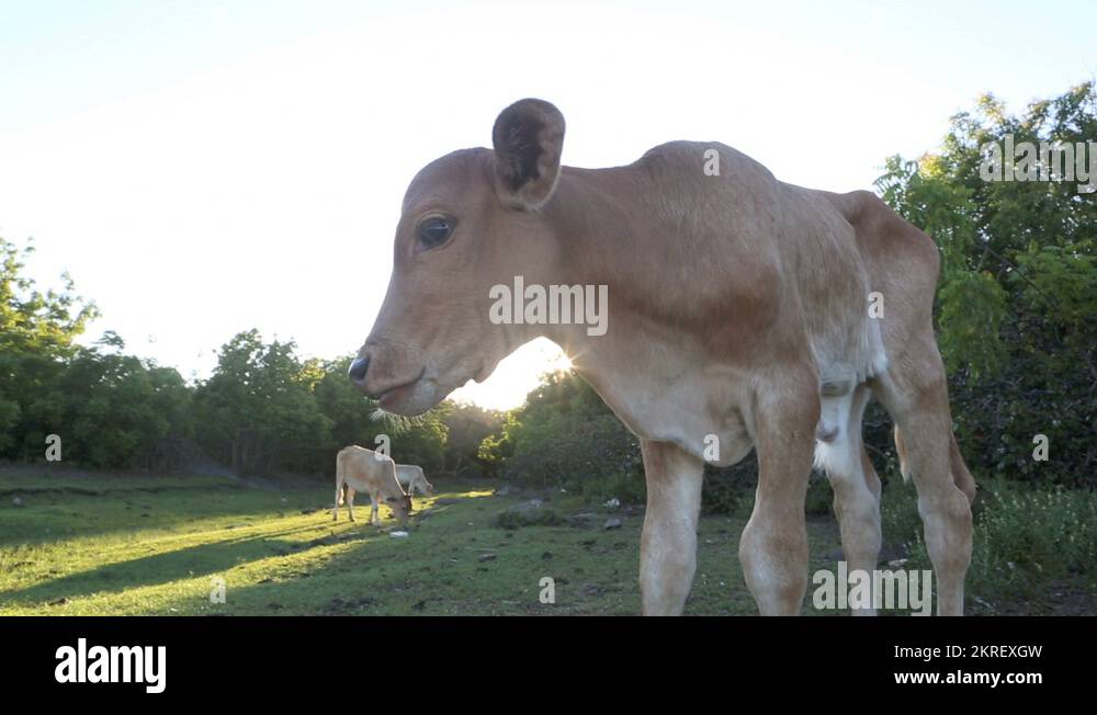 Cow yawning Stock Videos & Footage - HD and 4K Video Clips - Alamy