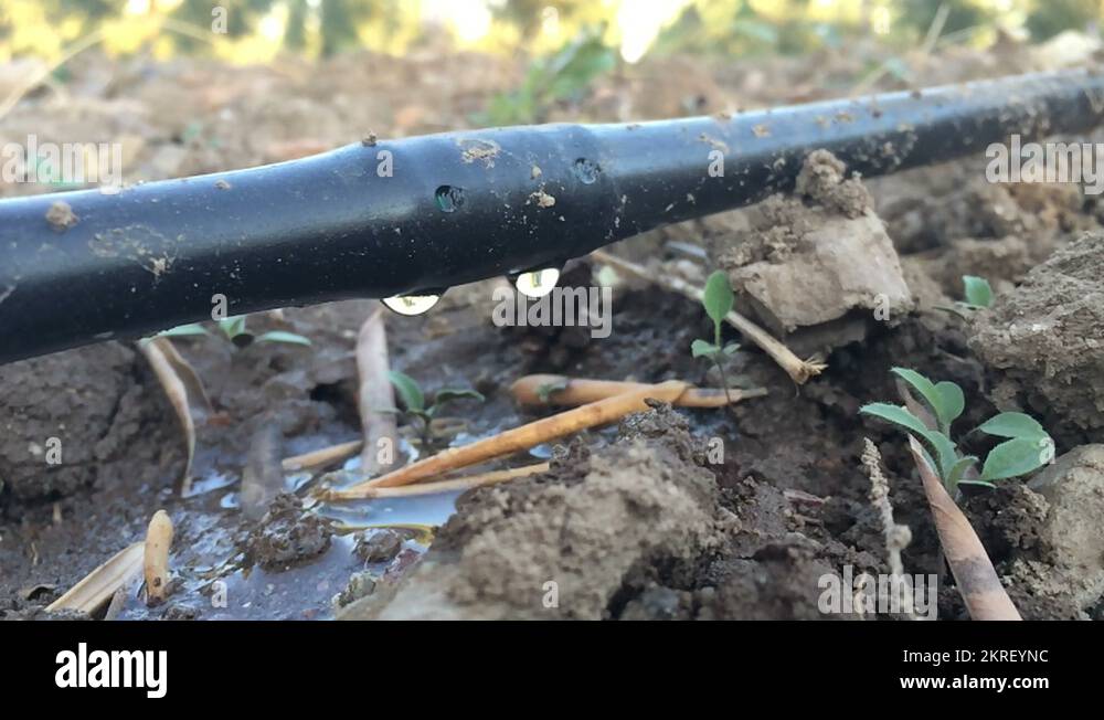 Drop irrigation horizontal Stock Videos & Footage - HD and 4K Video ...