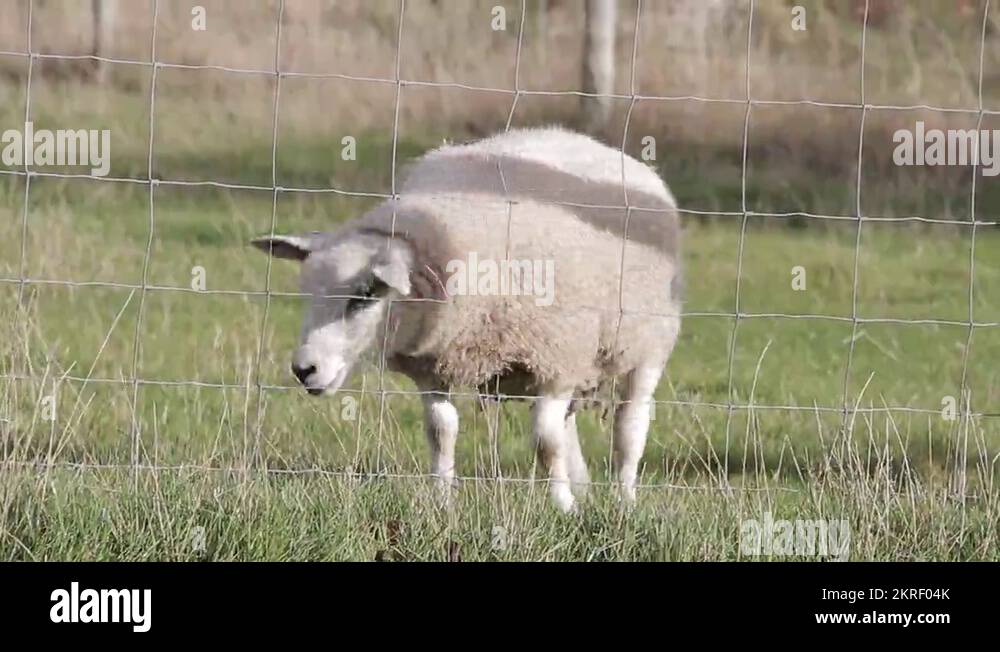 Beautiful english field sheep Stock Videos & Footage - HD and 4K Video ...