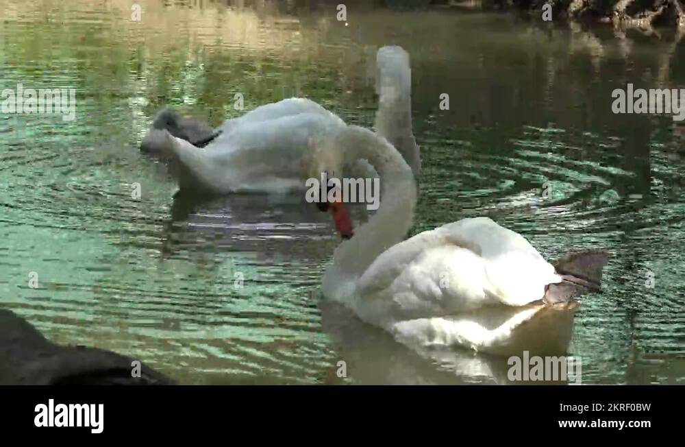 Zoo landscape park Stock Videos & Footage - HD and 4K Video Clips - Alamy