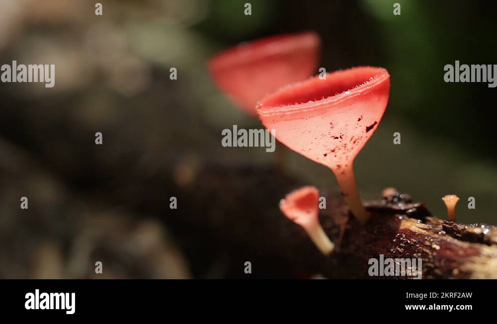 Cup mushroom Stock Videos & Footage - HD and 4K Video Clips - Alamy