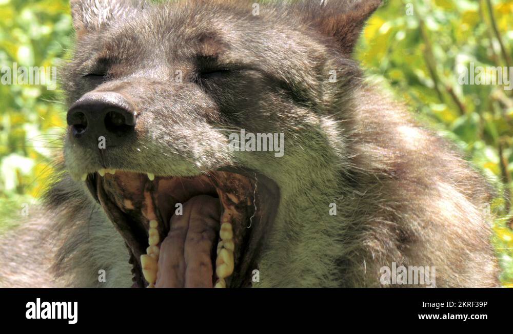 Snarling wolf Stock Videos & Footage - HD and 4K Video Clips - Alamy