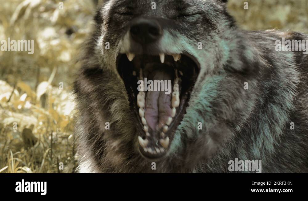 Gray wolf teeth Stock Videos & Footage - HD and 4K Video Clips - Alamy