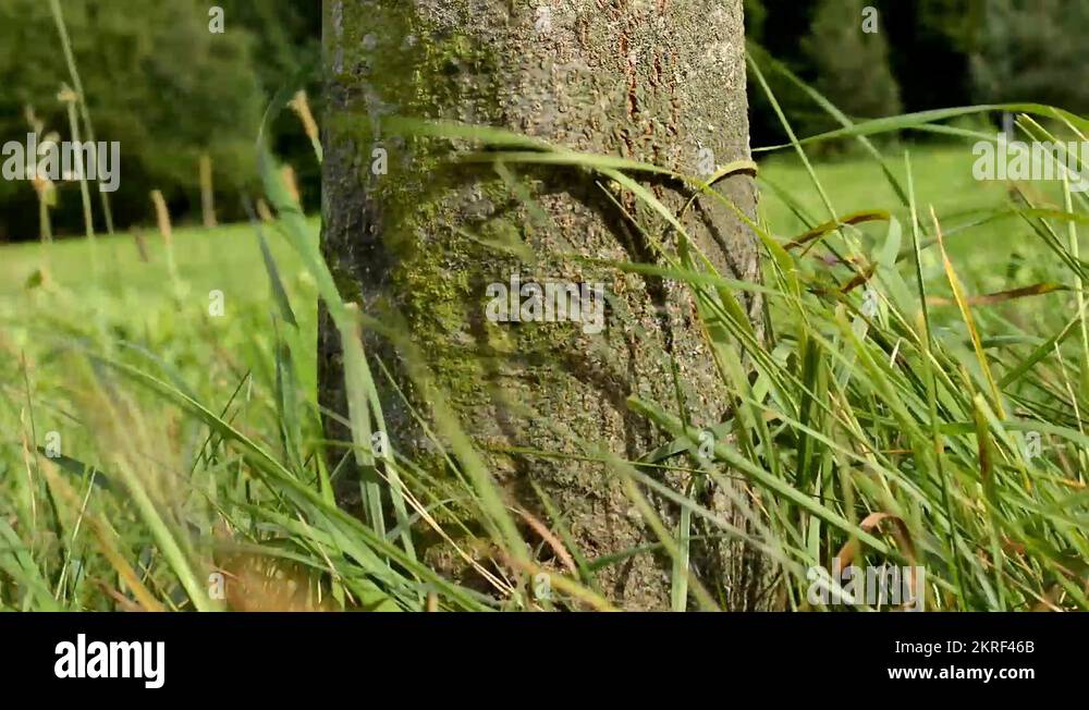 Tree trunk with grass Stock Videos & Footage - HD and 4K Video Clips ...