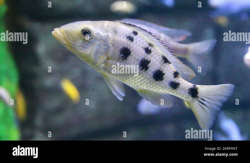 fish in an aquarium in Antalya, Turkey 1 Stock Video Footage - Alamy