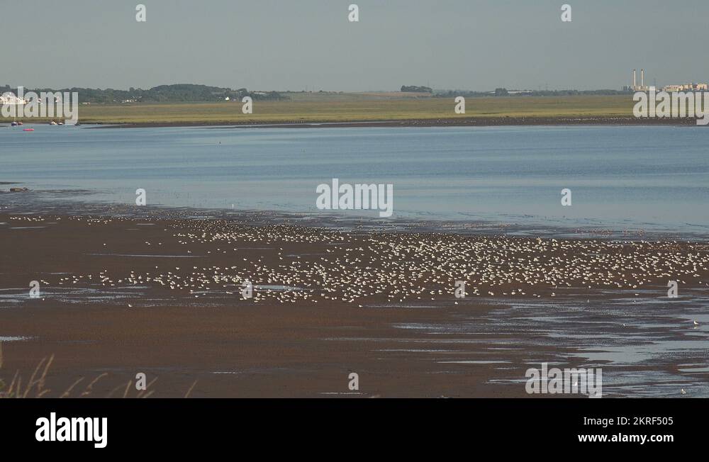 River dee estuary Stock Videos & Footage - HD and 4K Video Clips - Alamy