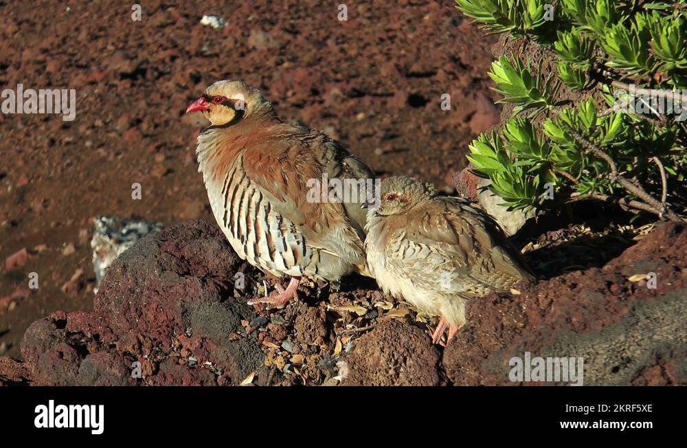 Chukar alectoris Stock Videos & Footage - HD and 4K Video Clips - Alamy