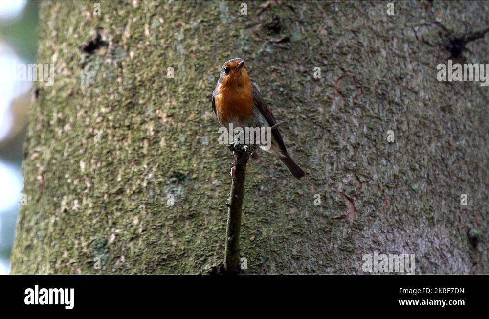 Robin in a tree Stock Videos & Footage - HD and 4K Video Clips - Alamy