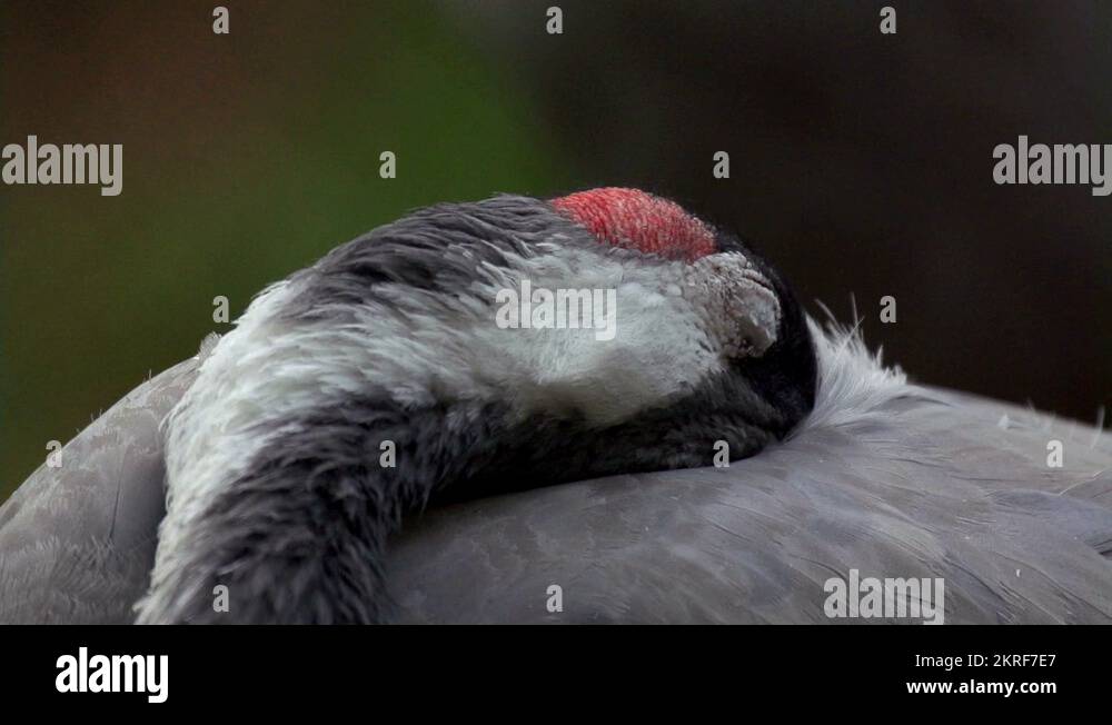 Sleeping crane Stock Videos & Footage - HD and 4K Video Clips - Alamy