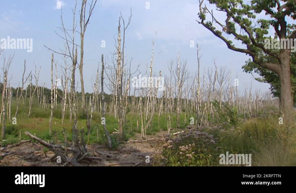 Forest restoration project Stock Videos & Footage - HD and 4K Video ...