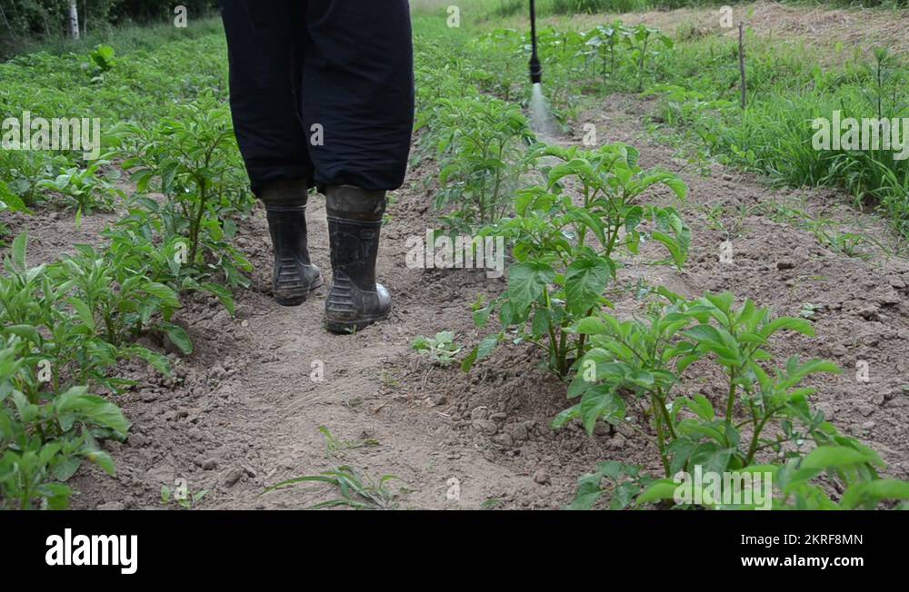 Vermin infestation Stock Videos & Footage - HD and 4K Video Clips - Alamy