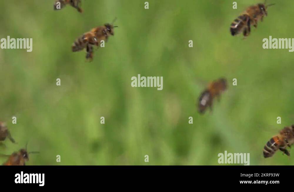 Bees are flying insects Stock Videos & Footage - HD and 4K Video Clips ...
