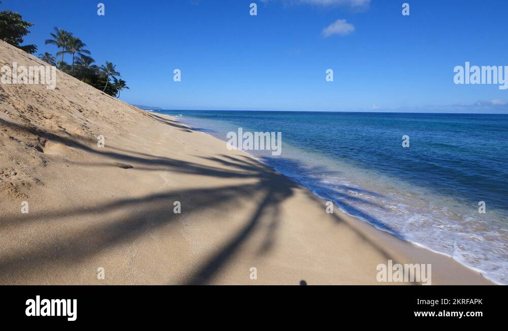 coconut palm shadow, sunset beach, north shore, oahu, hawaii Stock ...
