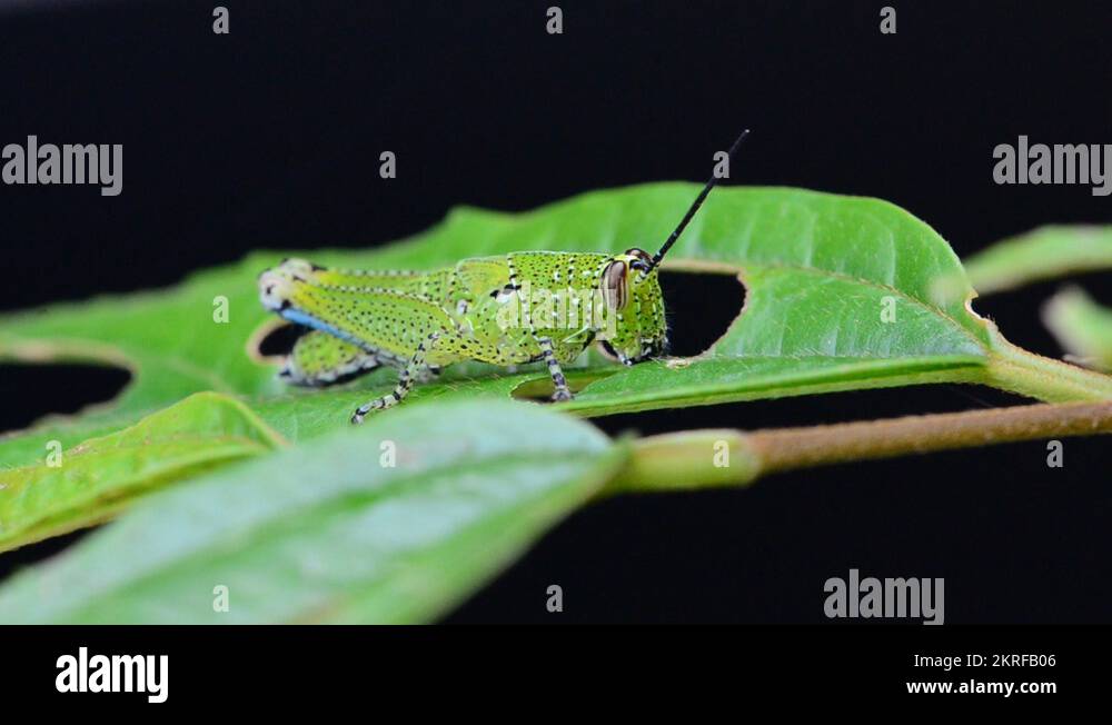 Grasshopper eating a leaf Stock Videos & Footage - HD and 4K Video ...