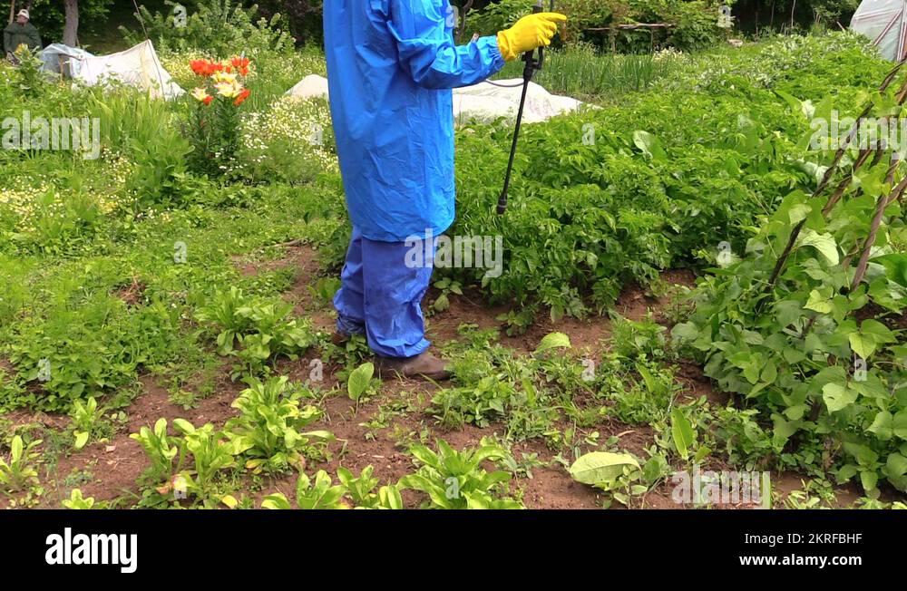 Peasant farmer man pump sprinkler tool and spray potato plants Stock ...