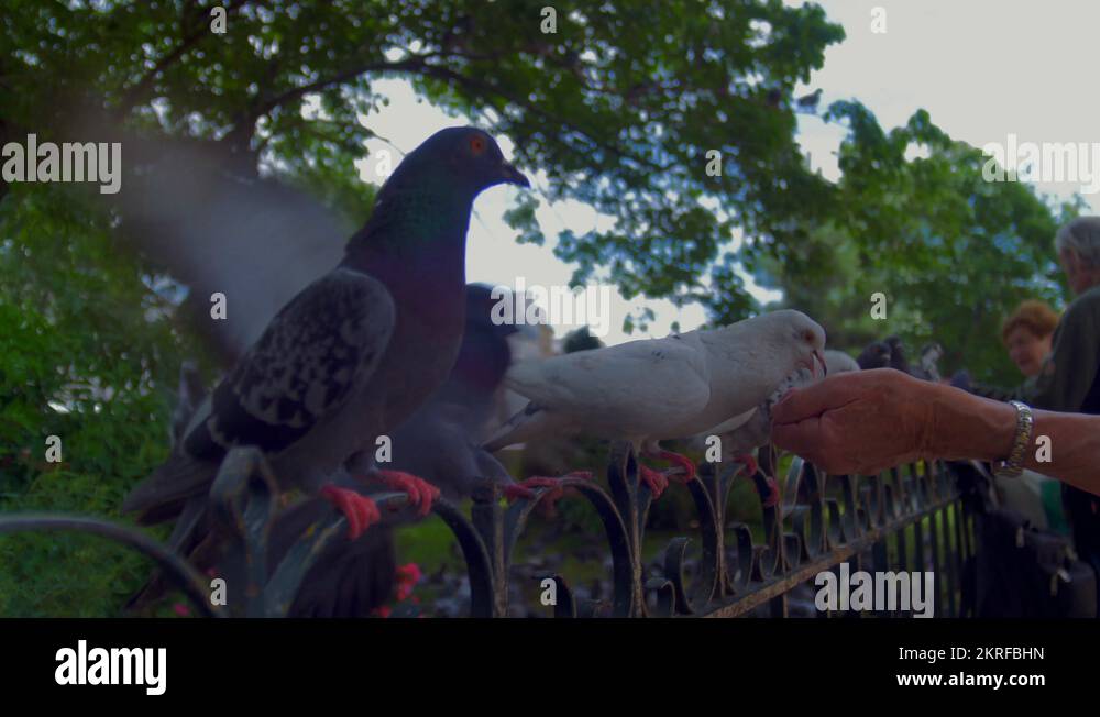 Feedingdoves Stock Videos & Footage - HD and 4K Video Clips - Alamy