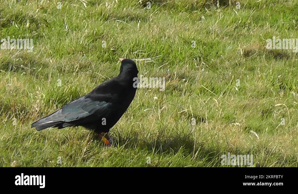 Chough Stock Videos & Footage - HD and 4K Video Clips - Alamy