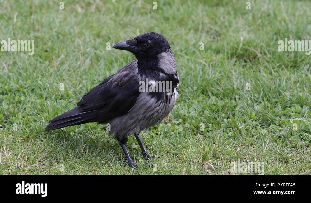 Portrait crow raven close Stock Videos & Footage - HD and 4K Video ...