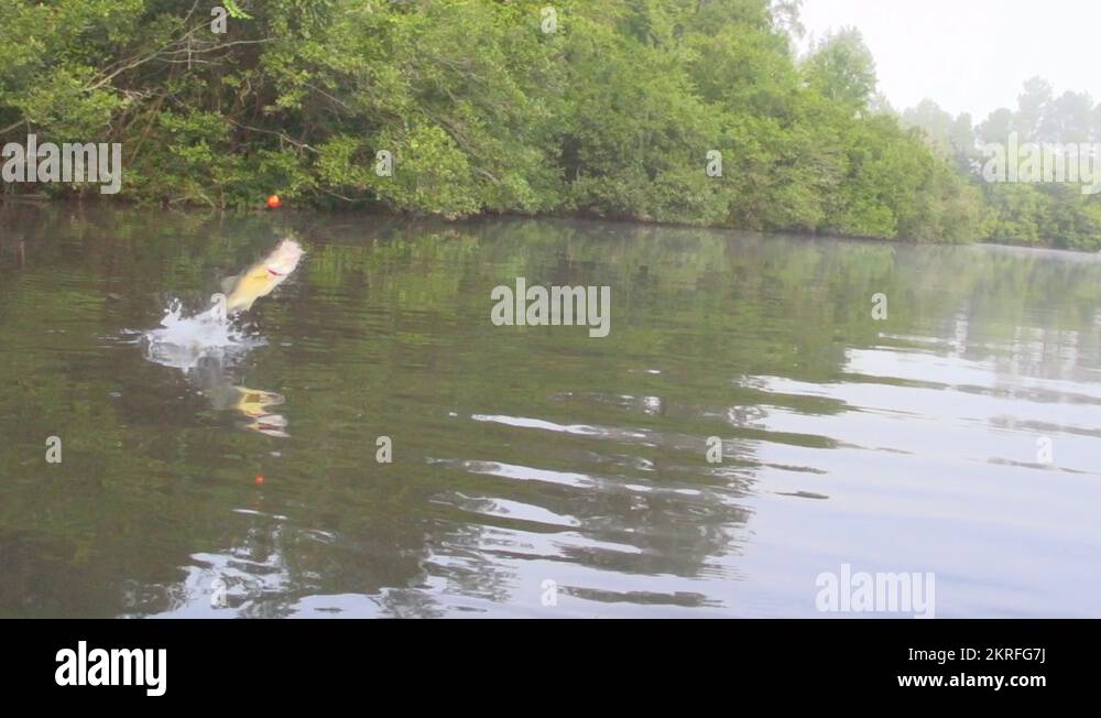 Bass fishing pond Stock Videos & Footage - HD and 4K Video Clips - Alamy