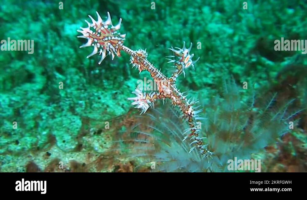 Harlequin ghost pipefishes Stock Videos & Footage - HD and 4K Video ...