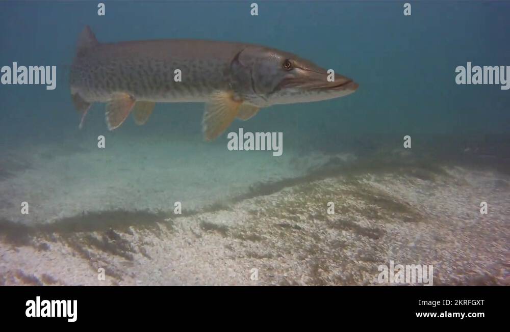 Underwater muskie Stock Videos & Footage - HD and 4K Video Clips - Alamy