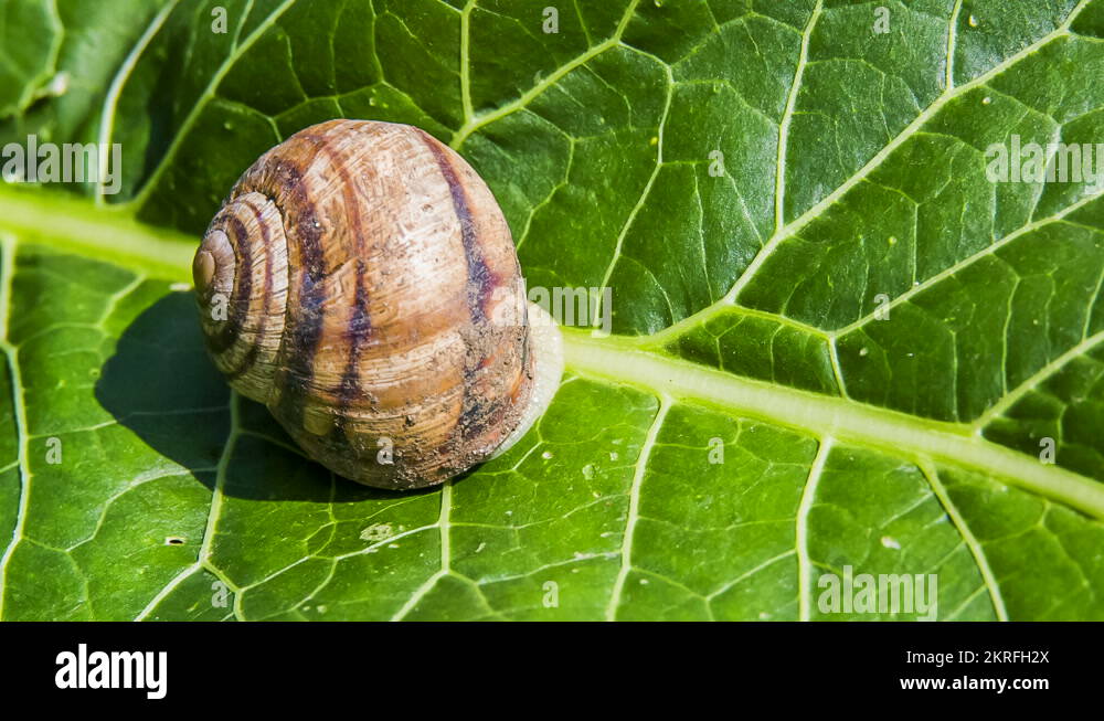 Come out of his shell Stock Videos & Footage - HD and 4K Video Clips ...