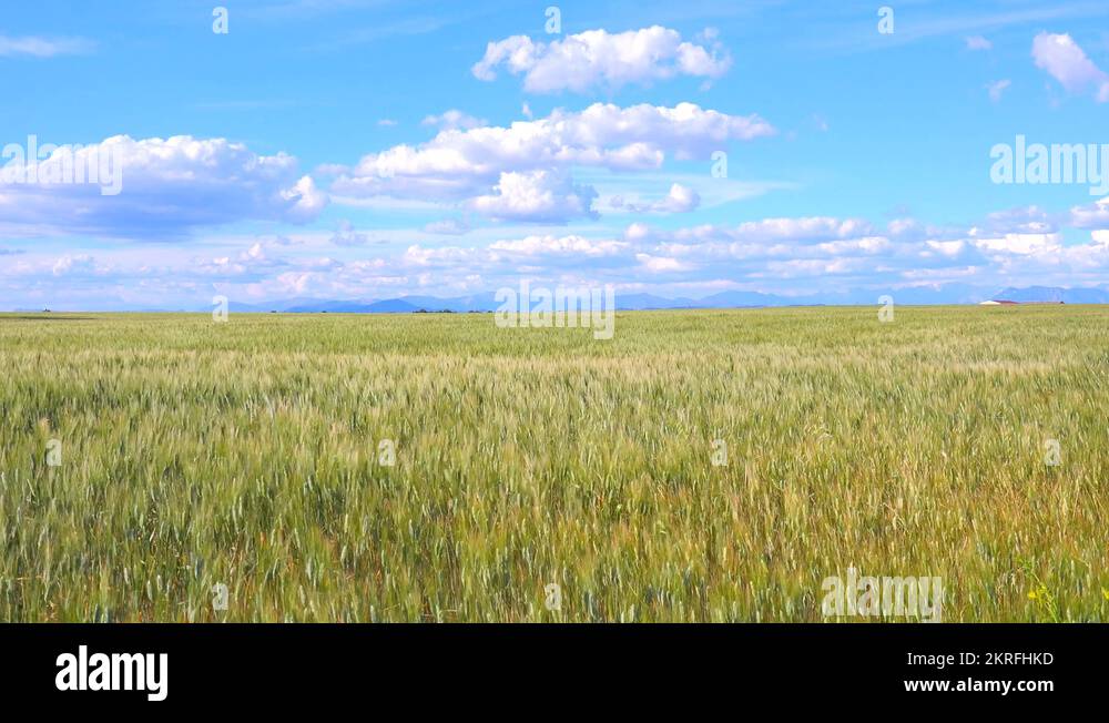 Waving fields of grain Stock Videos & Footage - HD and 4K Video Clips ...