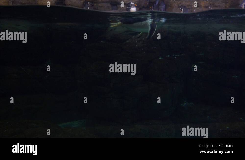 Emperor penguin underwater Stock Videos & Footage - HD and 4K Video ...