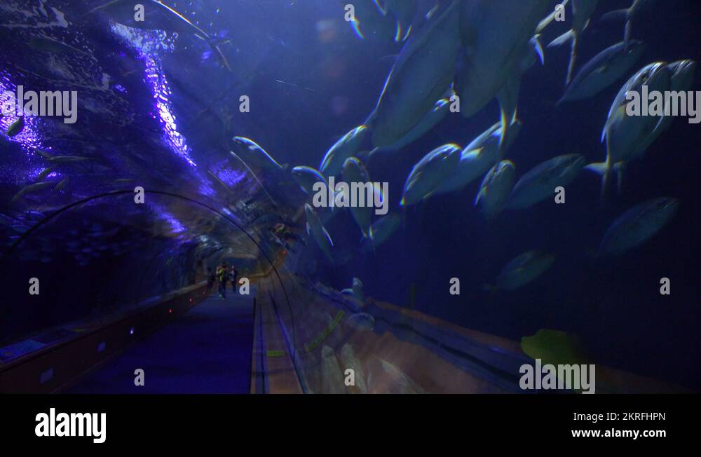 Museum display fish Stock Videos & Footage - HD and 4K Video Clips - Alamy