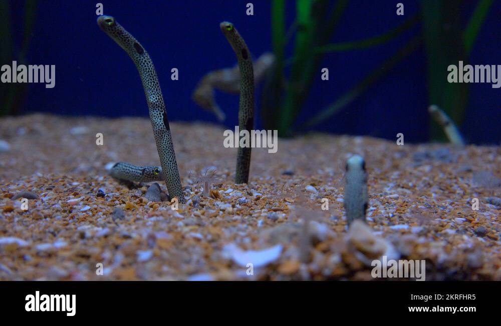 Underwater worms Stock Videos & Footage - HD and 4K Video Clips - Alamy