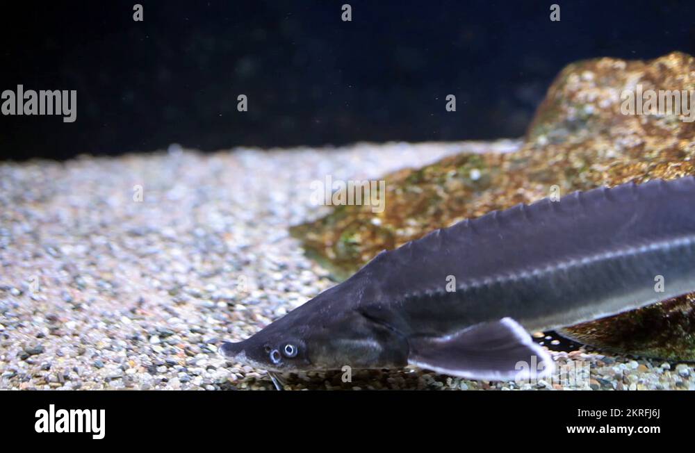 European sea sturgeon Stock Videos & Footage - HD and 4K Video Clips ...