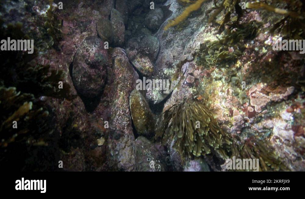 Underwater shells ocean Stock Videos & Footage - HD and 4K Video Clips ...